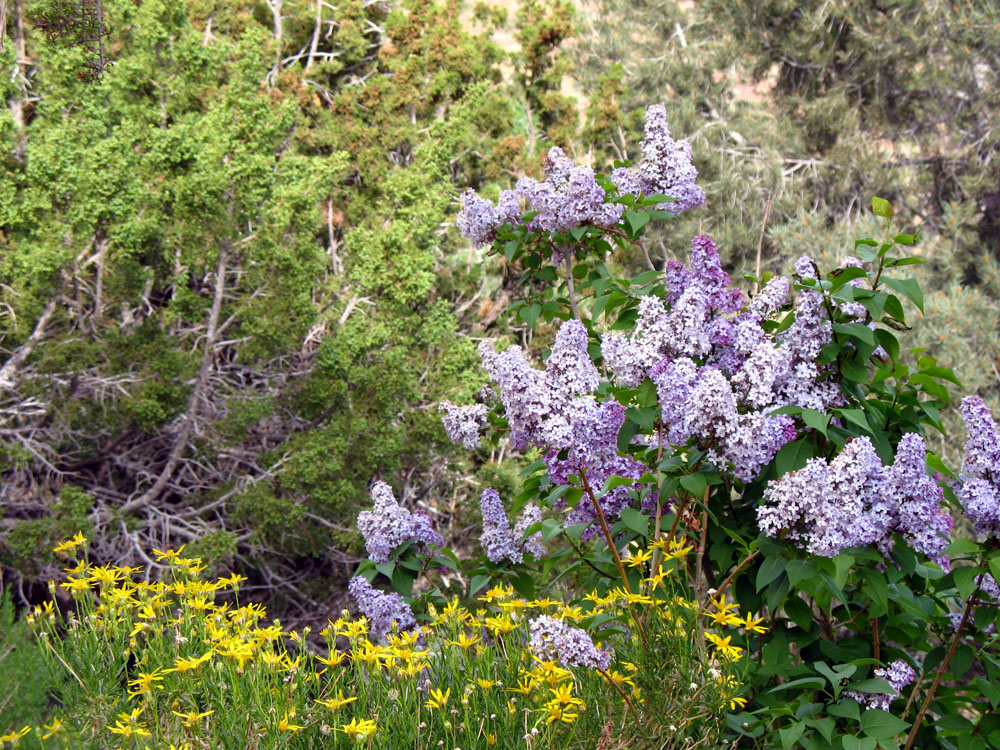 The Lilacs are Almost Gone – GrammaLei